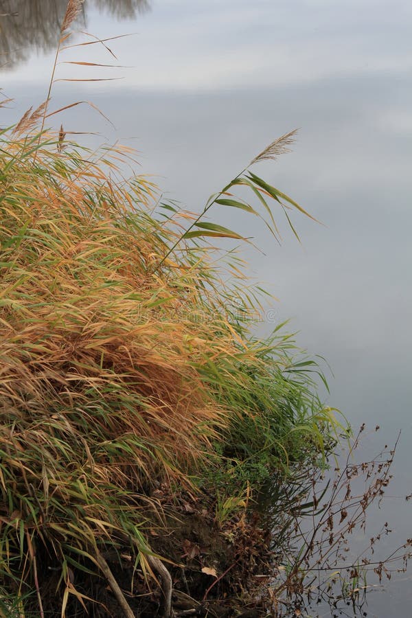 Grass on river bank stock photo. Image of yellow, coastline - 30240174