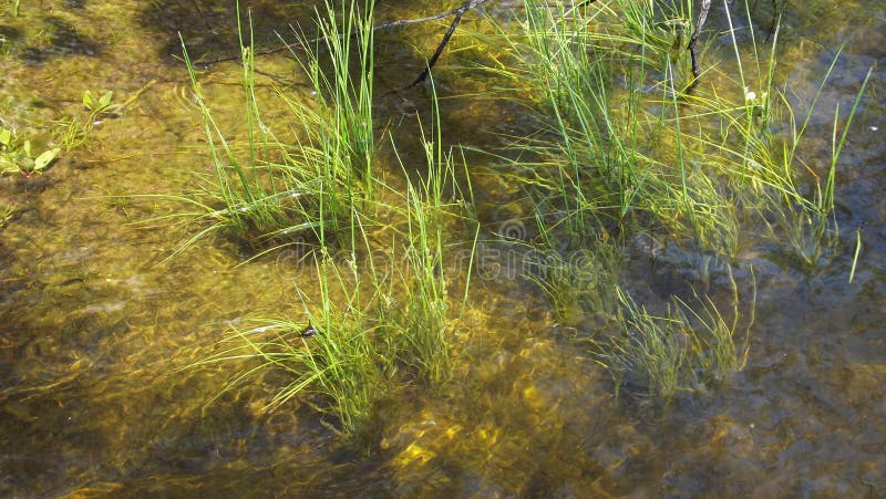 Grass in the River Near the Shore. Stock Image - Image of beautiful ...