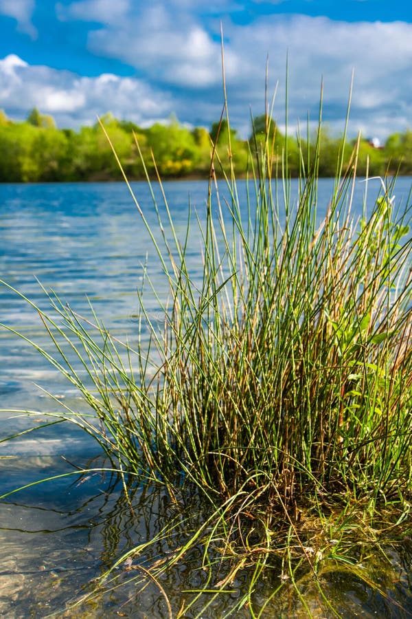 Grass on the River Water, Vertical ,close-up Stock Photo - Image of ...