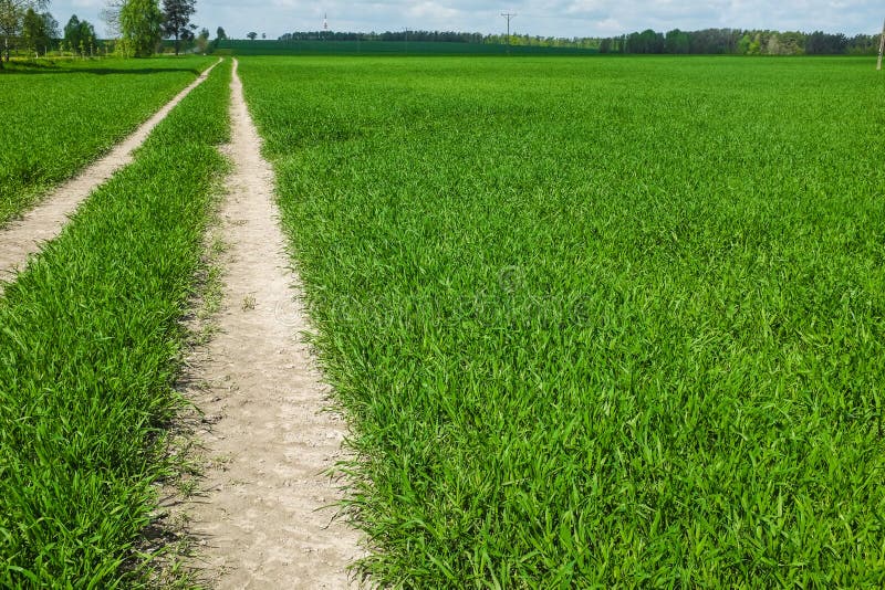 Grass road to the sun stock photo. Image of fresh, colza - 53824724