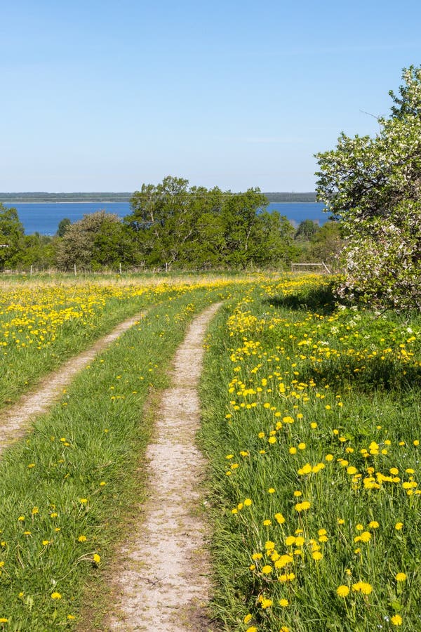 Grass road stock photo. Image of land, farmland, flowers - 41901464