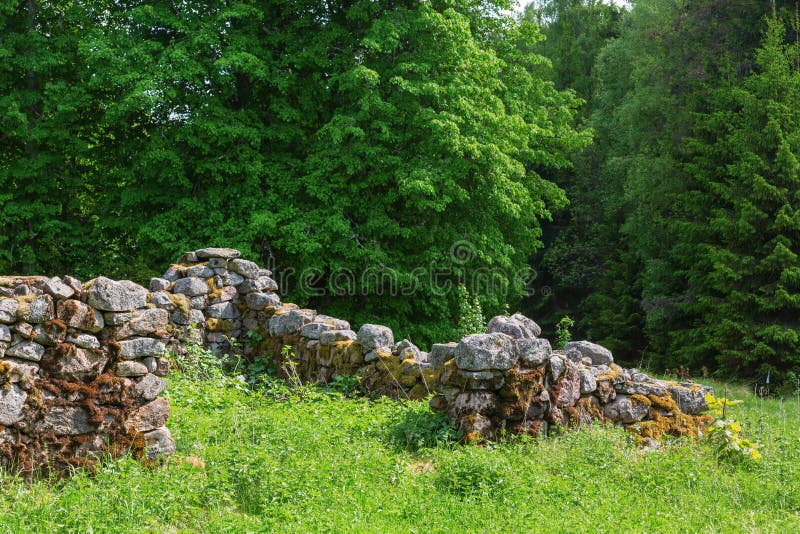 Grass road stock photo. Image of blooming, dandelions - 41901468