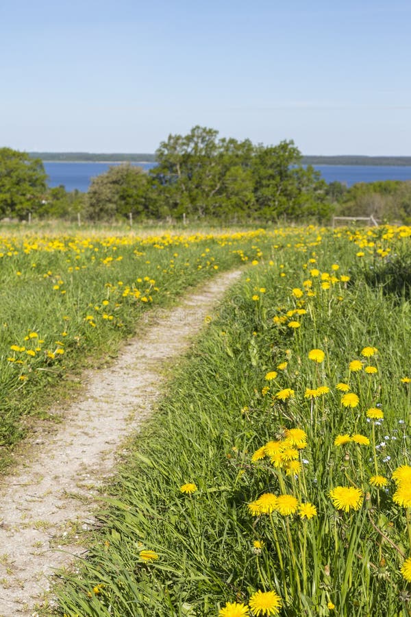 Grass shoulder road stock image. Image of road, country - 42843277
