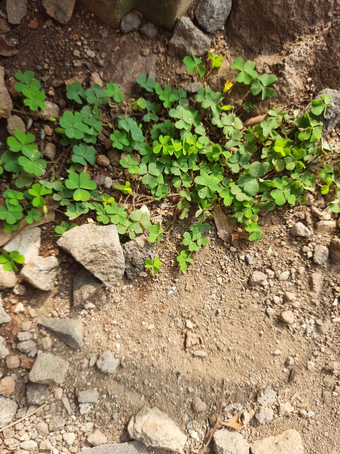 Only grass Rock sand stock photo. Image of brown, grass - 222583842