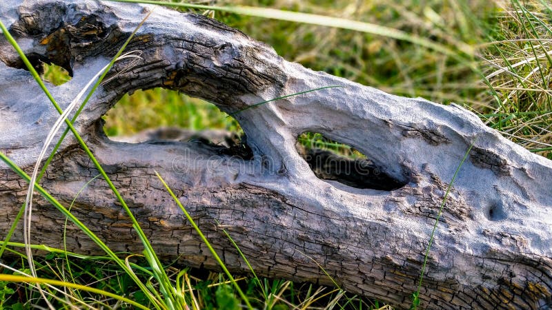 Grass, Rock, Tree, Plant stock image. Image of landscape - 118325281