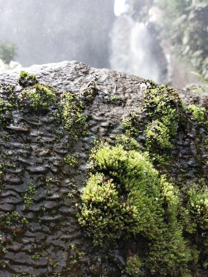 Grass Rock Water Zoom in Green Stock Photo - Image of water, rock ...