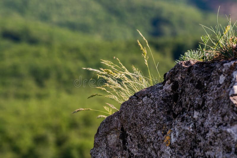 Grass in rocks stock image. Image of summer, mountain - 249546383