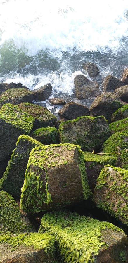 Grass on rocks stock image. Image of nature, underwater - 133914515