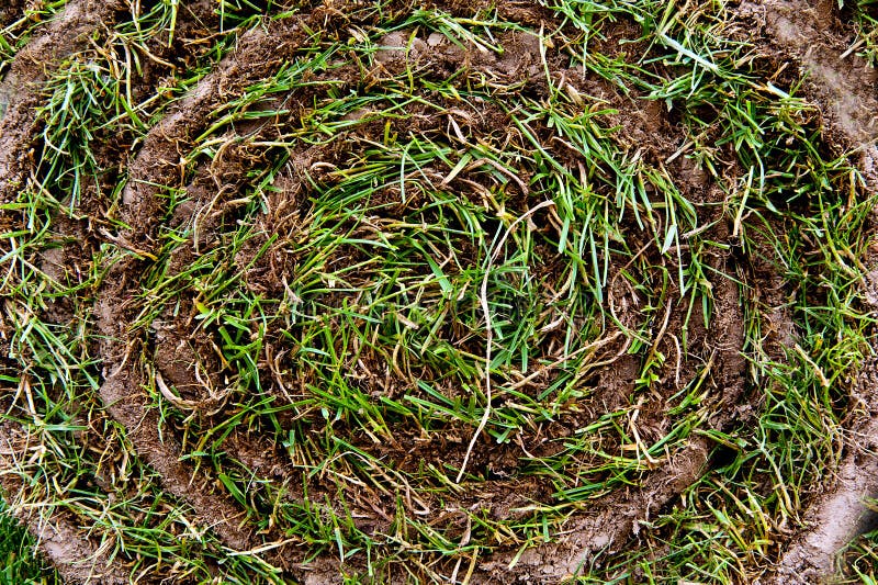 Sod Grass Roll Ready for Installation Stock Photo - Image of ...