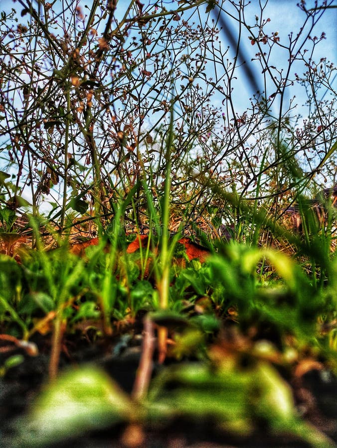 Grass on the roof stock image. Image of plant, branch - 218375057