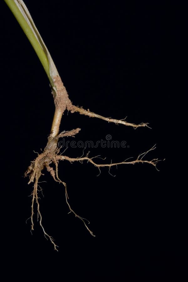 Grass Root stock image. Image of grass, clay, brown, curve - 1330277