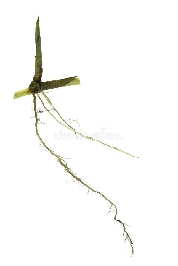 Grass Root , Grass Plant with Root System Isolated on the White ...