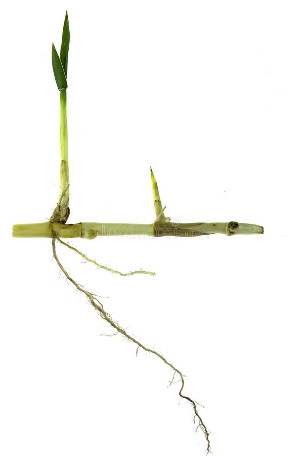 Grass Root , Grass Plant with Root System Isolated on the White ...