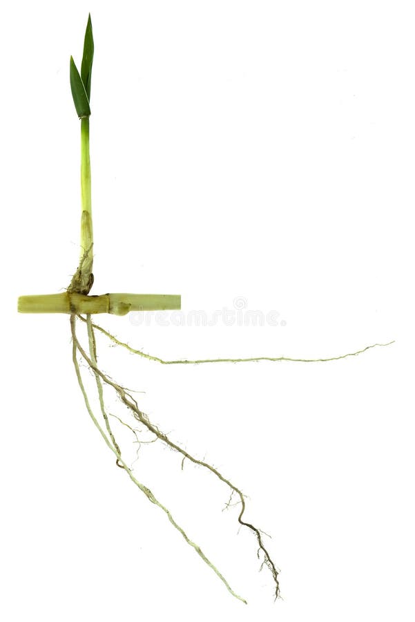 Grass Root , Grass Plant with Root System Isolated on the White ...