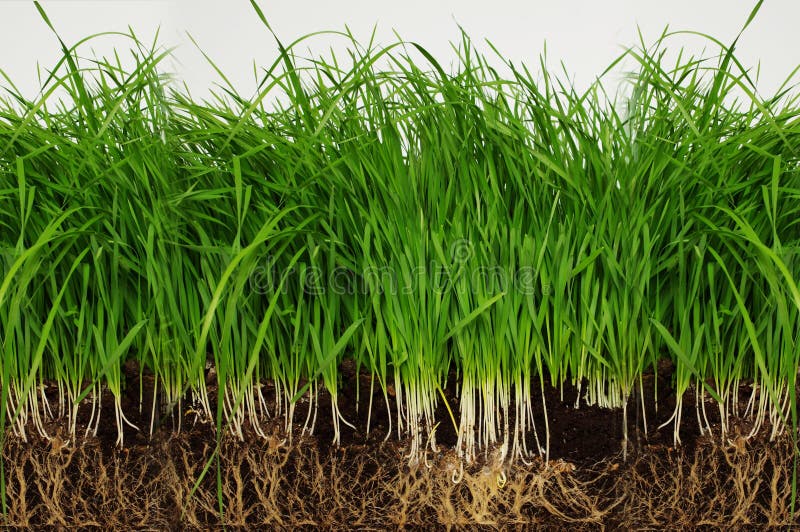 Grass Sprouts Macro Image, Bright Green Stock Photo - Image of ...