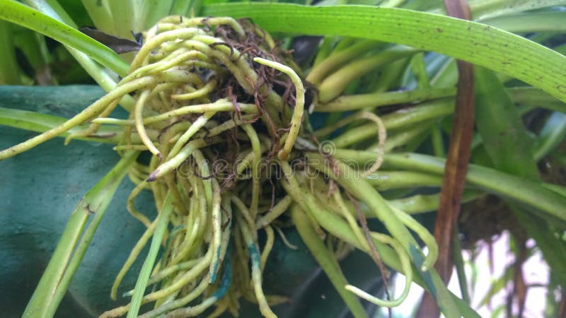 Grass roots stock image. Image of leaf, plant, evergreen - 86138033