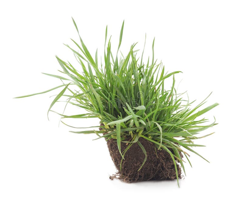 Grass with roots. stock photo. Image of plant, seedling - 91583198