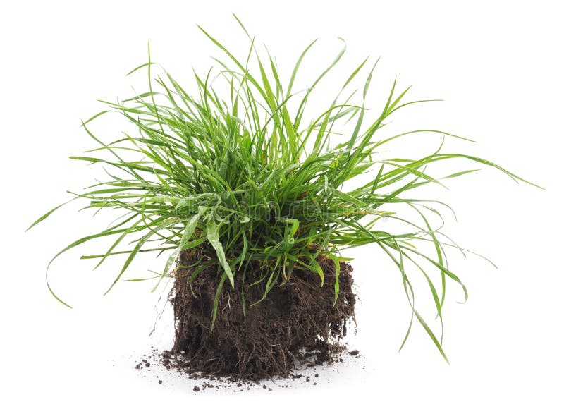 Grass with roots and dirt stock photo. Image of dirt - 11476510