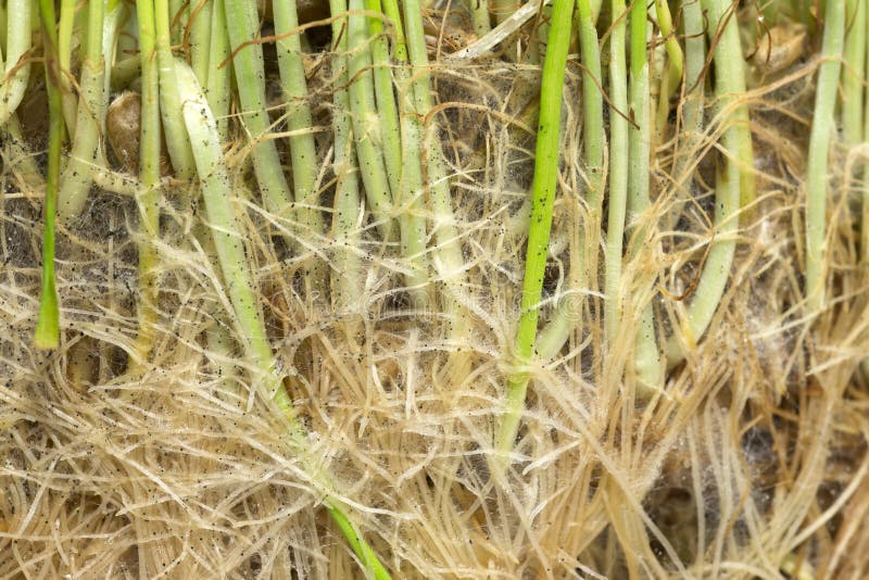 Grass with roots. stock photo. Image of plant, seedling - 91583198