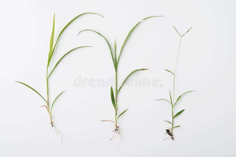 Grass with roots stock image. Image of lawn, plant, nature - 51437705