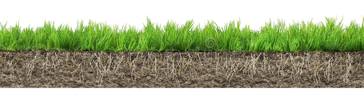 Grass Roots Stock Illustrations – 3,446 Grass Roots Stock Illustrations ...