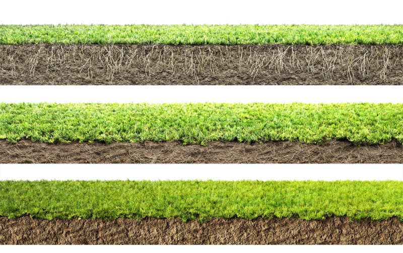 Grass with roots and soil stock photo. Illustration of meadow - 65237500
