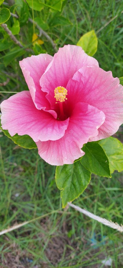 Grass rose in winter stock photo. Image of rose, wildflower - 261298490