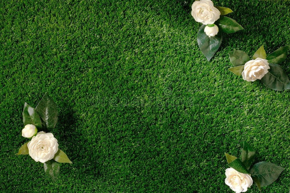 Grass with roses stock image. Image of white, grass, green - 3418675