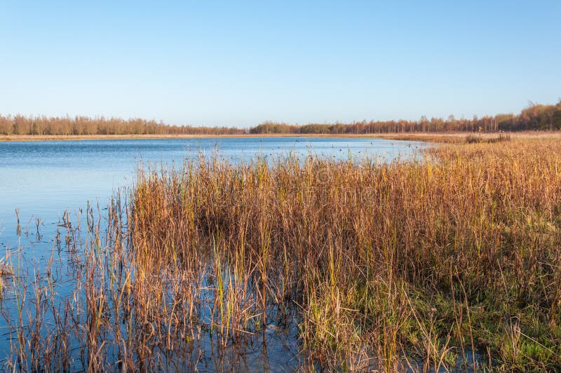 Grass and Rushes Growing in Wetlands Stock Image - Image of reed ...