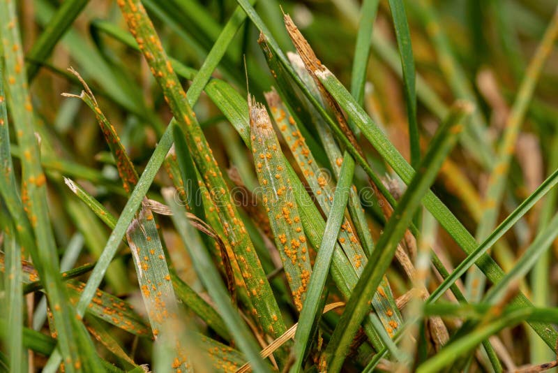 Grass rust fungus in yard. stock image. Image of home - 270885745 Grass rust fungus in yard. stock image. Image of home - 270885745