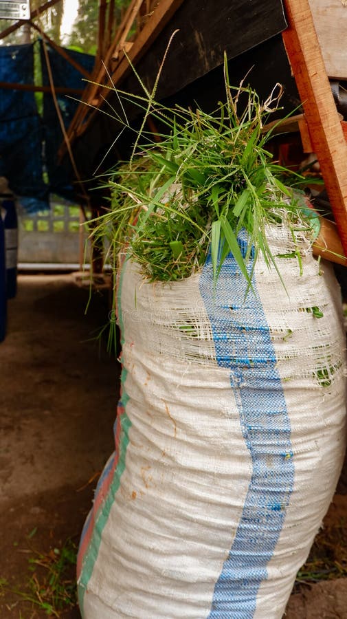 Grass in sack stock image. Image of container, closeup - 261052283