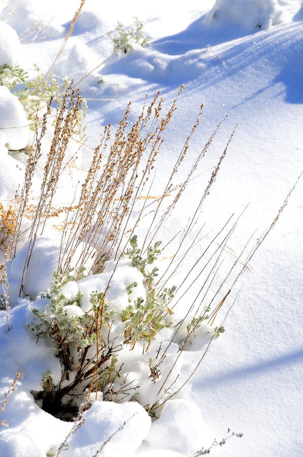 Grass and sage in snow stock photo. Image of strong, snowdrift - 12010684