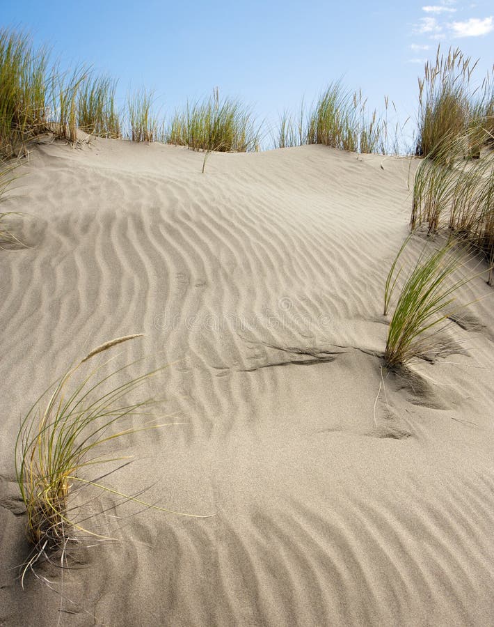 Grass in sand. stock photo. Image of abstract, coastal - 20682658