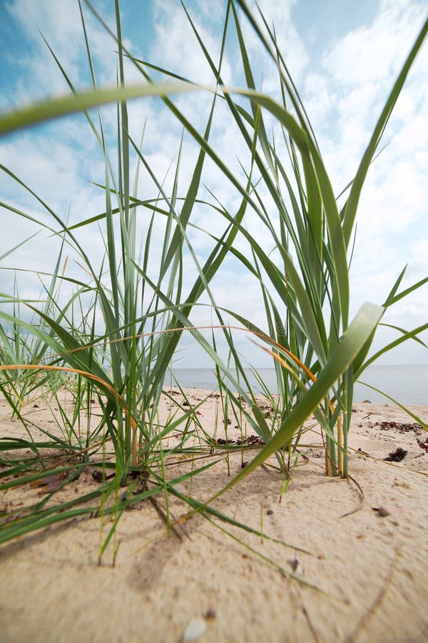 Grass and sand. stock image. Image of tourism, outdoor - 25700383
