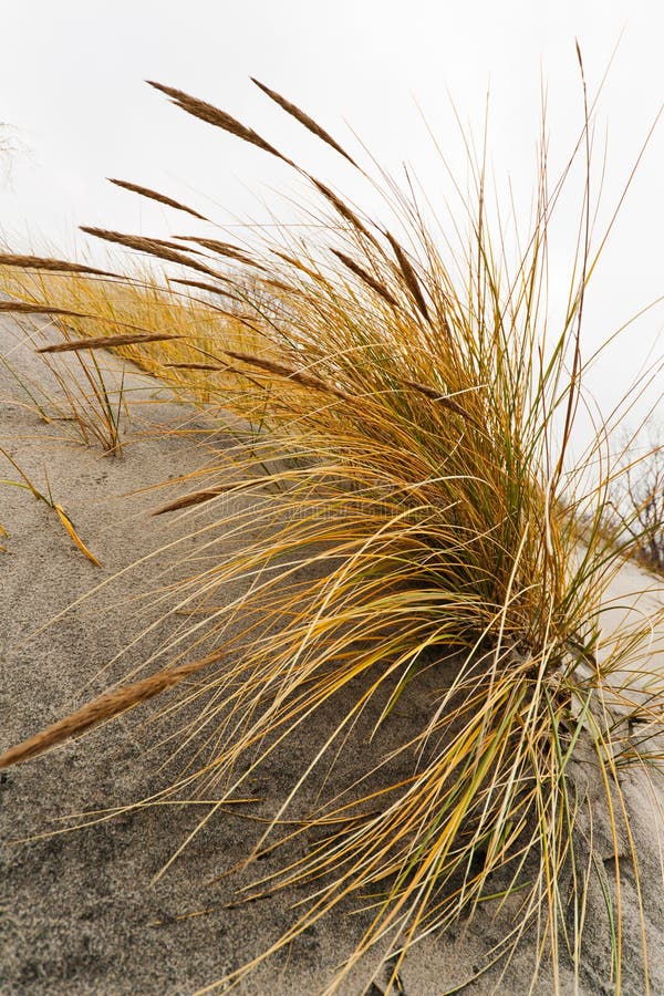 Grass on sand stock image. Image of bending, outdoors - 28949613