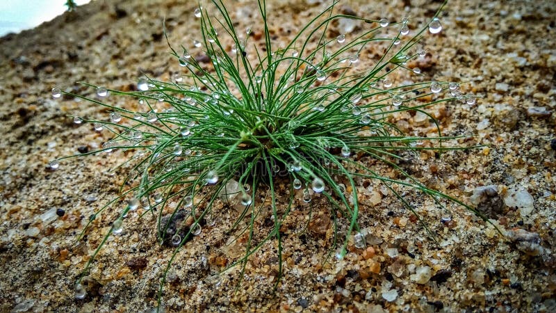 A grass stock photo. Image of morning, green, grass - 132085326