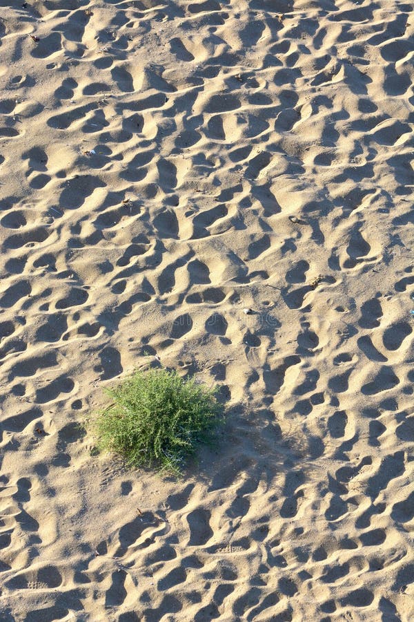 Grass on Sand ,green Nature, Pattern, Dry Stock Image - Image of sand ...