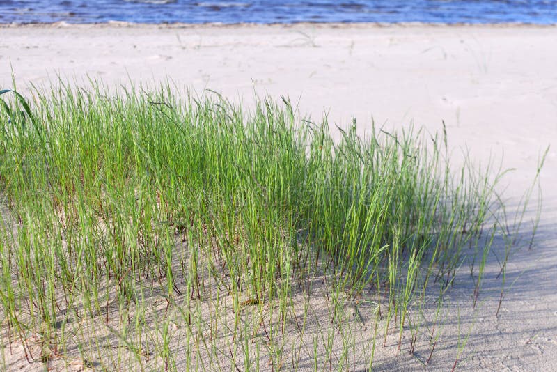 Grass and sand. stock photo. Image of summer, sand, texture - 31389338