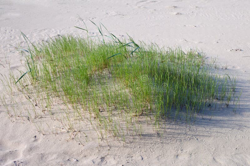 Grass and sand. stock photo. Image of coast, sand, nature - 31389340