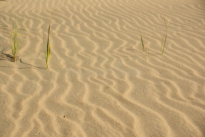Grass on a sandy beach stock image. Image of coast, horizon - 162983769