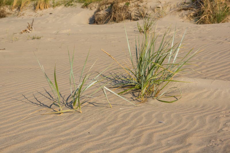 Grass on a sandy beach stock photo. Image of ocean, poland - 162985204