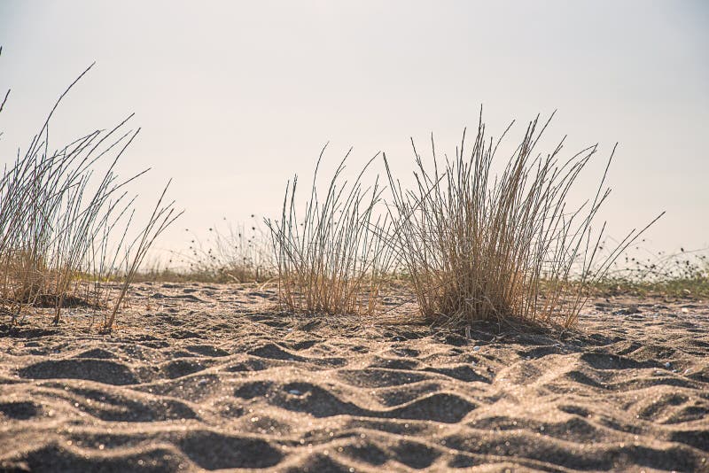 Grass on the sandy beach stock image. Image of scenery - 171082441