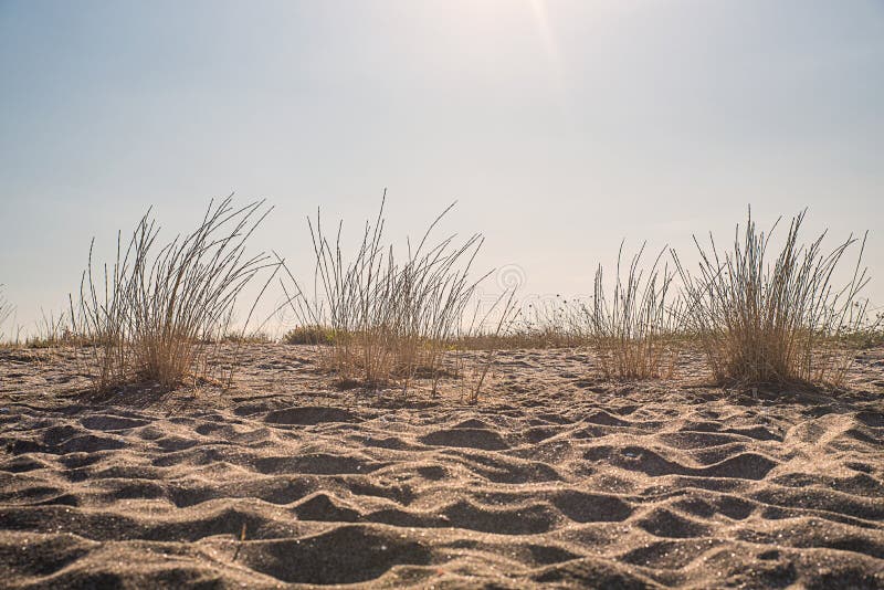 Grass on the sandy beach stock photo. Image of coast - 171082446