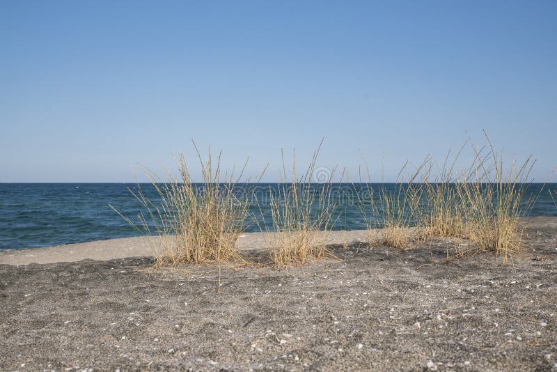 Grass on the sandy beach stock photo. Image of scenic - 171082480