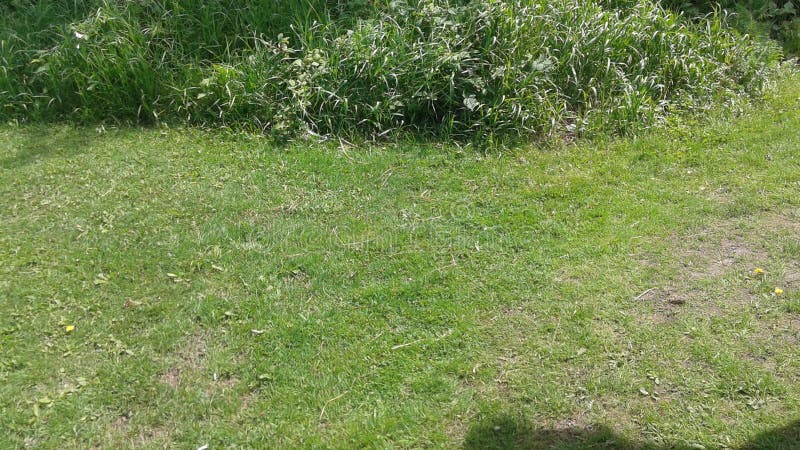 Grass at School stock image. Image of road, school, dale - 77207601