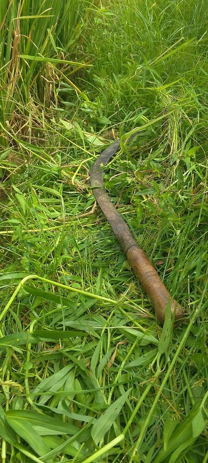 Grass scythe stock image. Image of lawn, animal, wildlife - 346123531