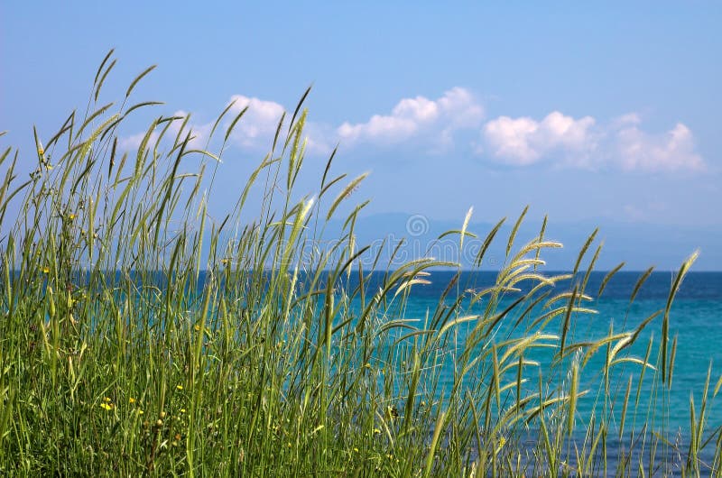 Grass, sea ans blue sky stock image. Image of nature, morning - 1991375
