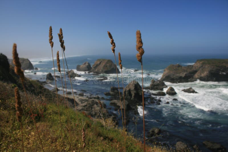 Grass on a sea cliff. stock photo. Image of surf, atop - 44821442