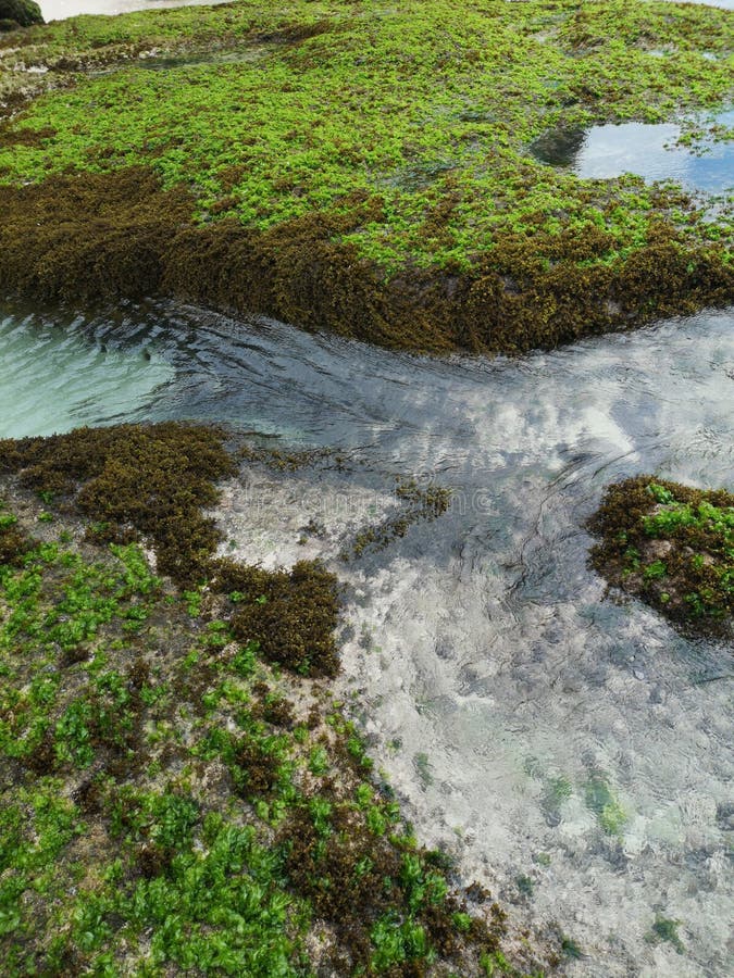 Grass on sea rocks stock photo. Image of rock, green - 203343038