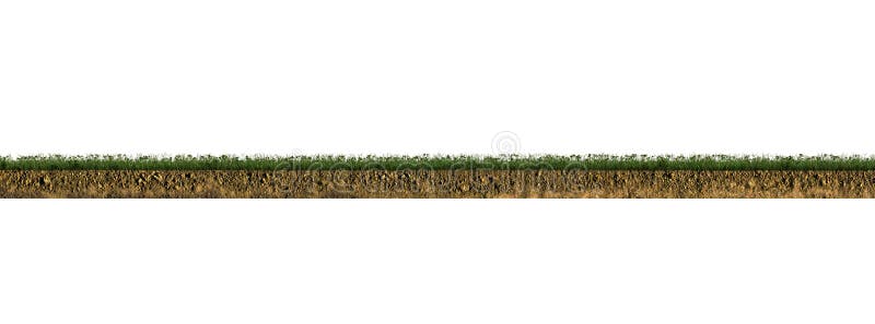 Grass Section Isolated on White Background Stock Illustration ...